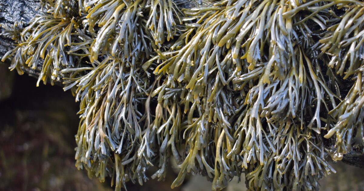 Species spotlight: channelled wrack | Updates | Horizon Seaweed