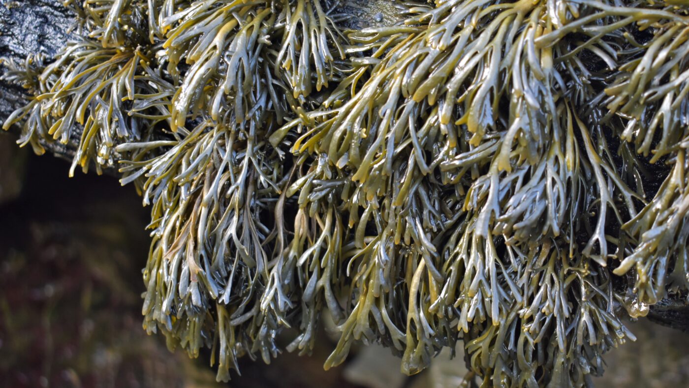 Species spotlight: spiral wrack | Updates | Horizon Seaweed