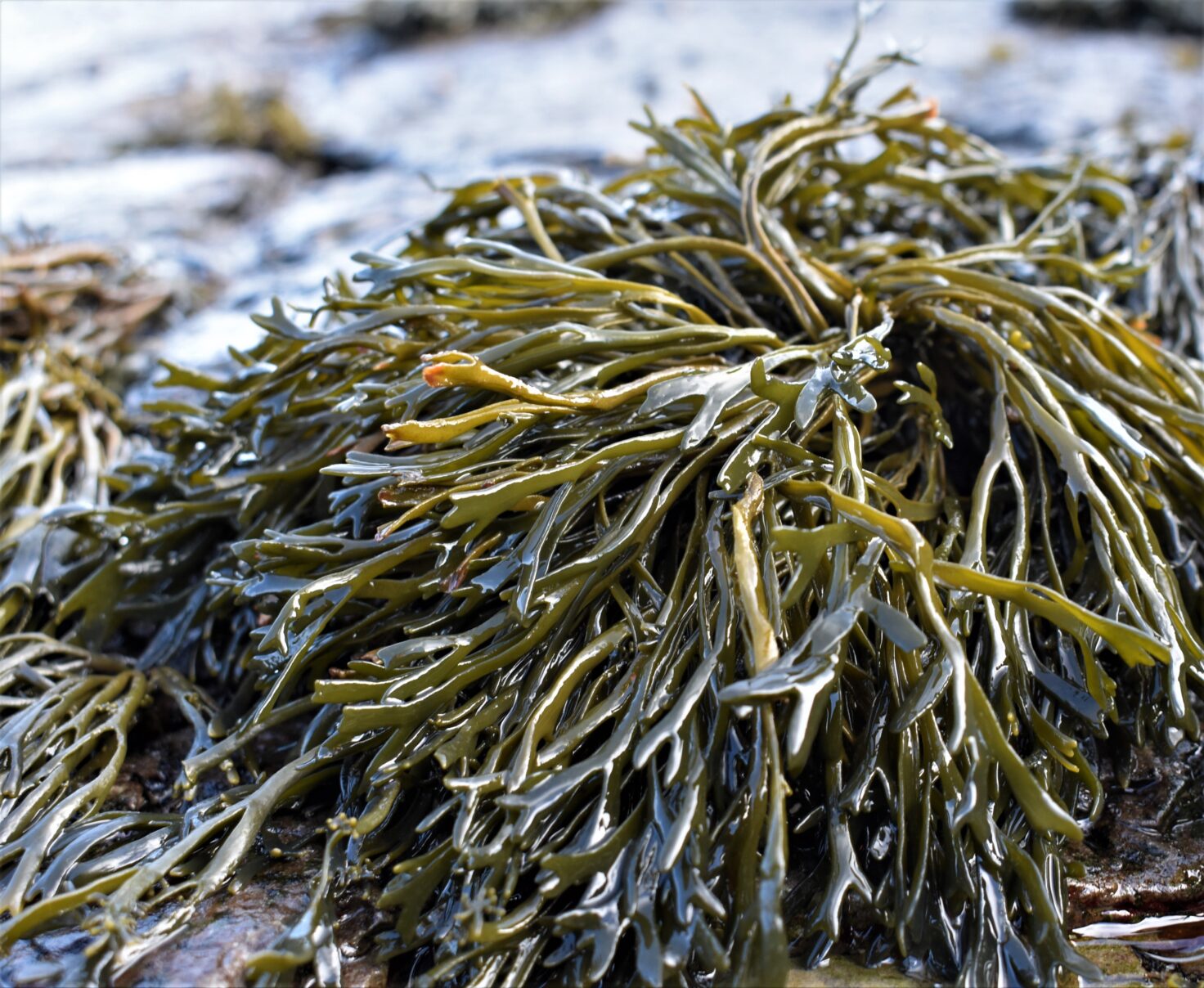 Species spotlight: channelled wrack | Updates | Horizon Seaweed