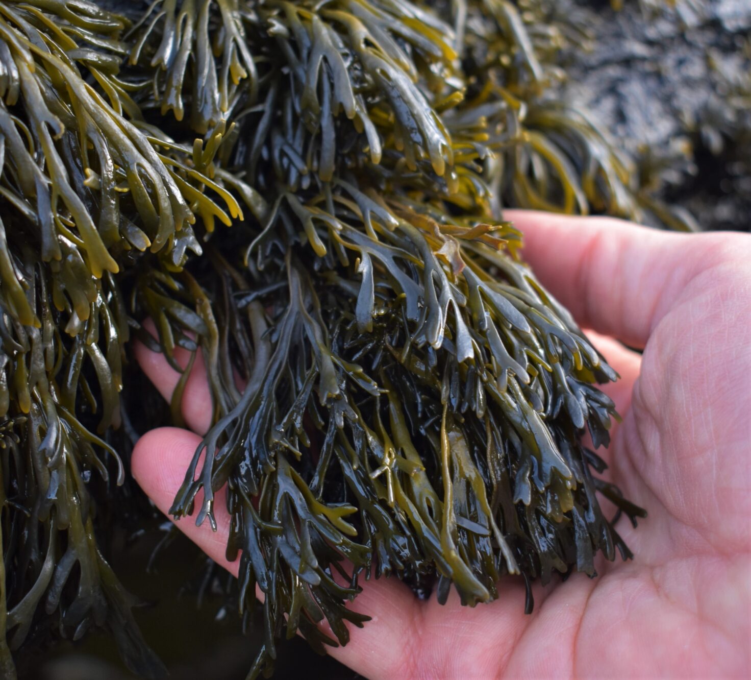 Species spotlight: channelled wrack | Updates | Horizon Seaweed