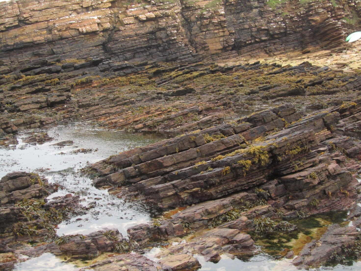 Species spotlight: channelled wrack | Updates | Horizon Seaweed