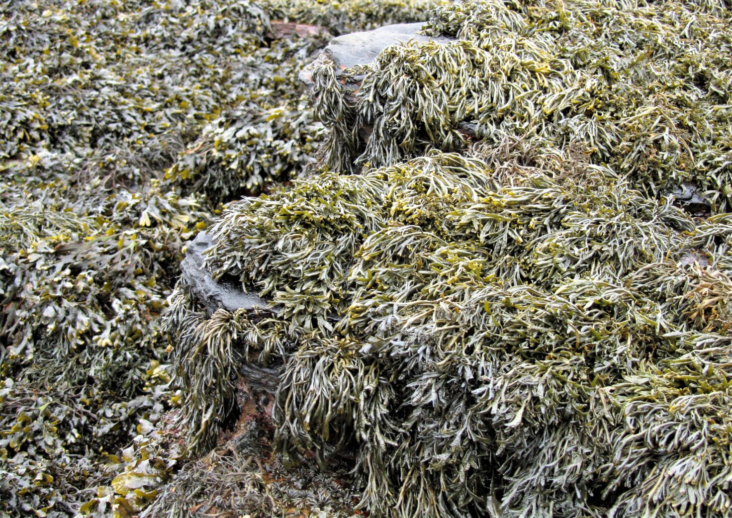 Species spotlight: channelled wrack | Updates | Horizon Seaweed