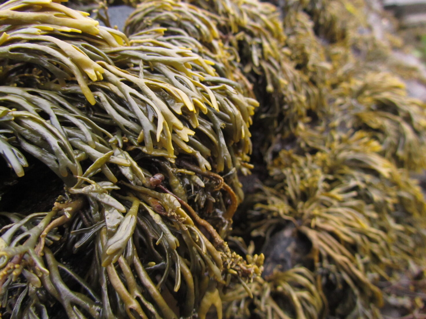 Species spotlight: channelled wrack | Updates | Horizon Seaweed