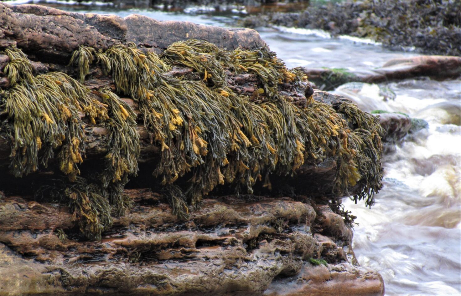 Species spotlight: channelled wrack | Updates | Horizon Seaweed