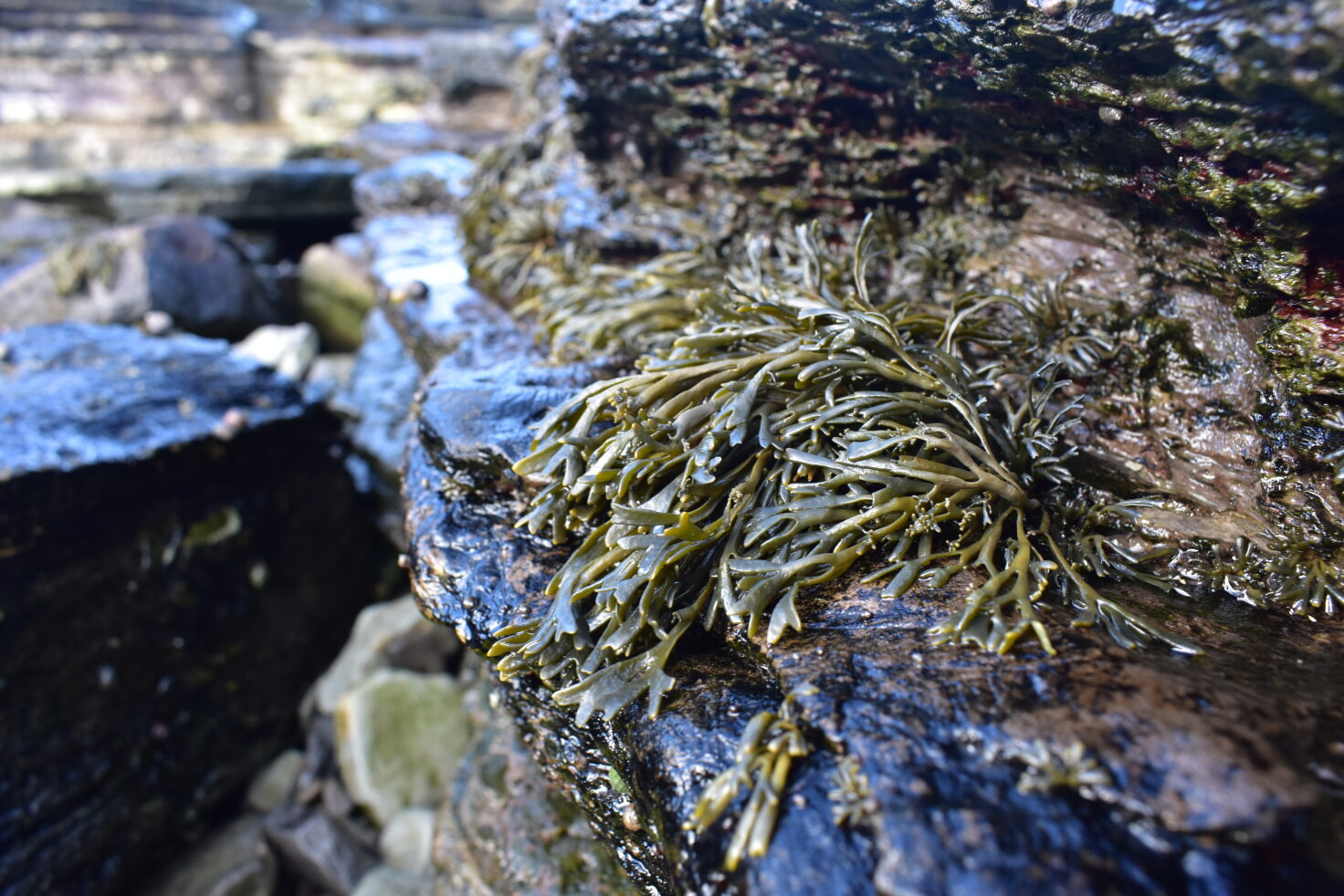 Species spotlight: channelled wrack | Updates | Horizon Seaweed