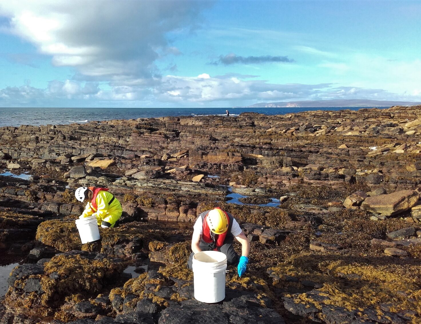 Species spotlight: channelled wrack | Updates | Horizon Seaweed