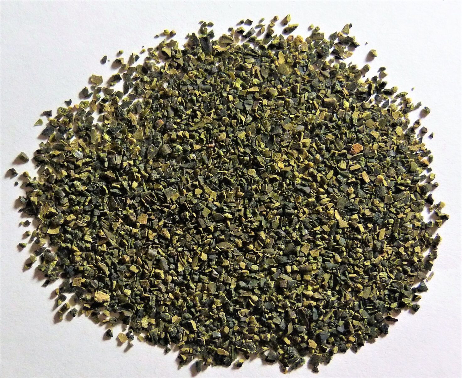 Species spotlight: channelled wrack | Updates | Horizon Seaweed