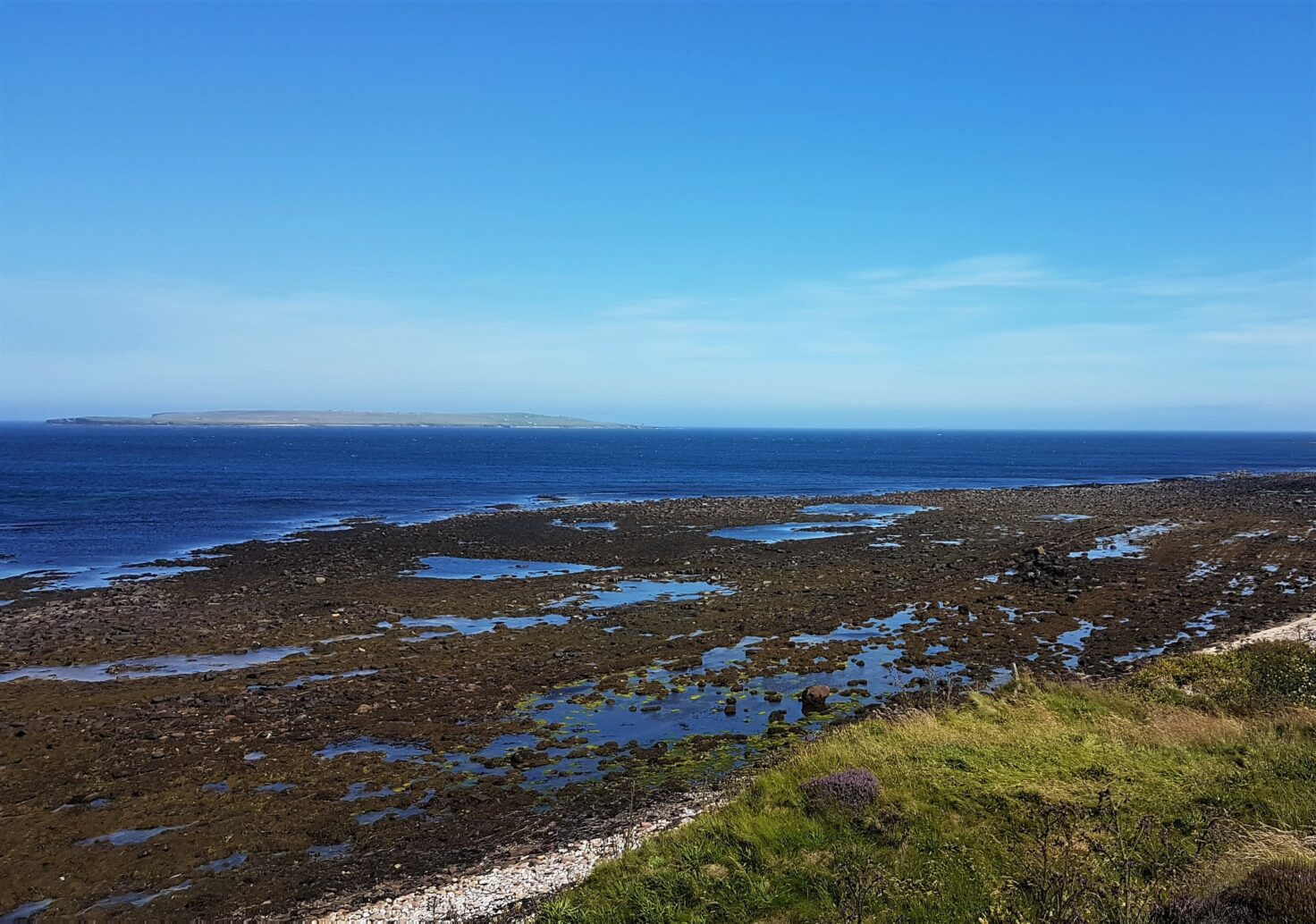 Species spotlight: spiral wrack | Updates | Horizon Seaweed