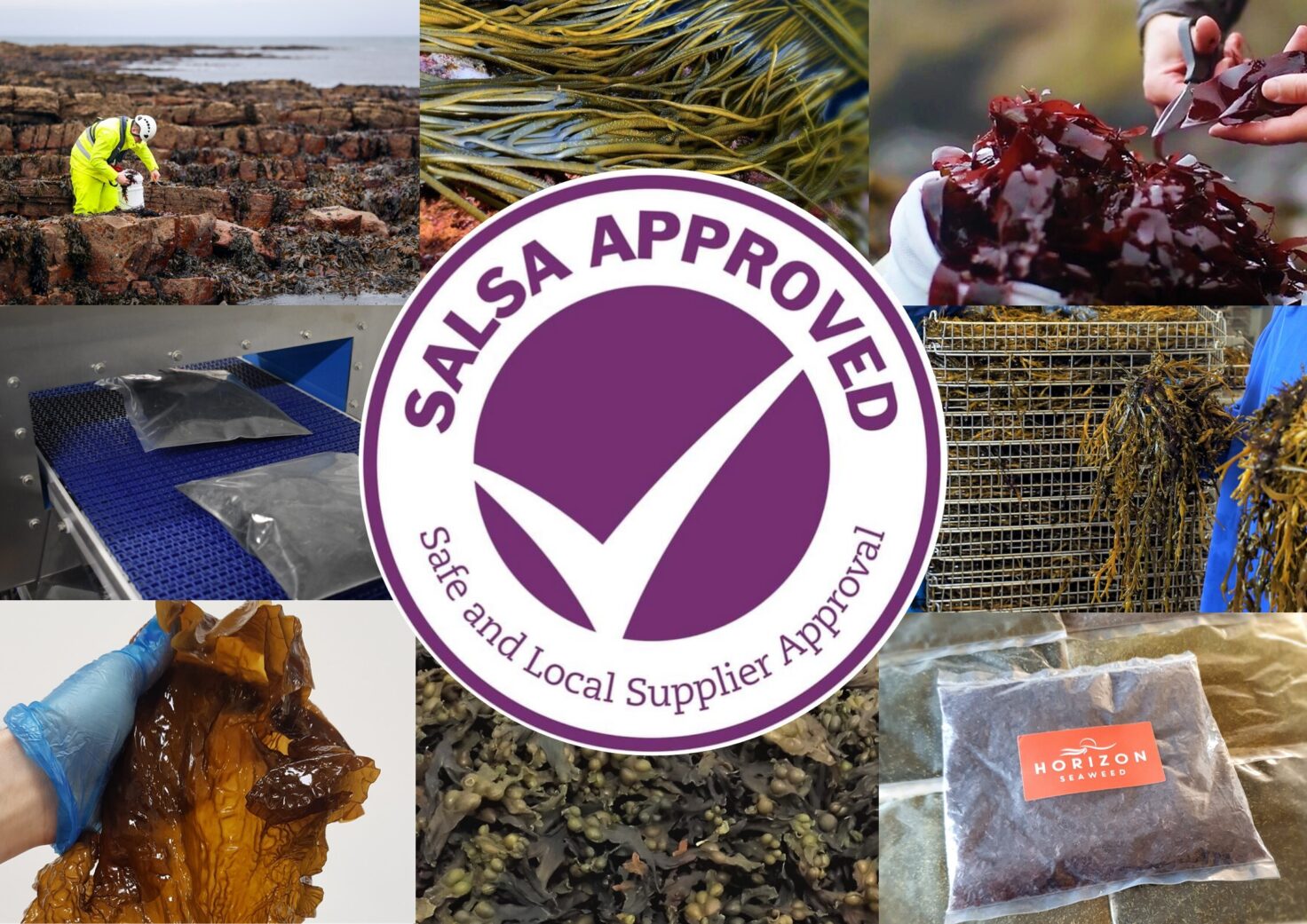 Seaweed for B2B food and drink applications | Applications | Horizon ...