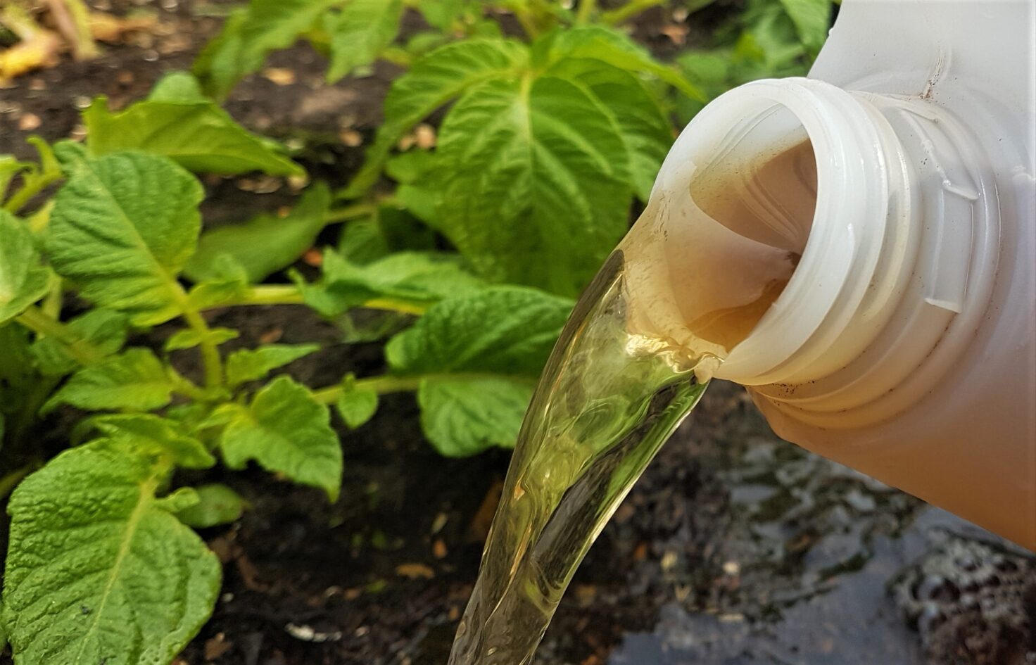 Seaweed for bioactive extraction and unique compounds | Applications ...