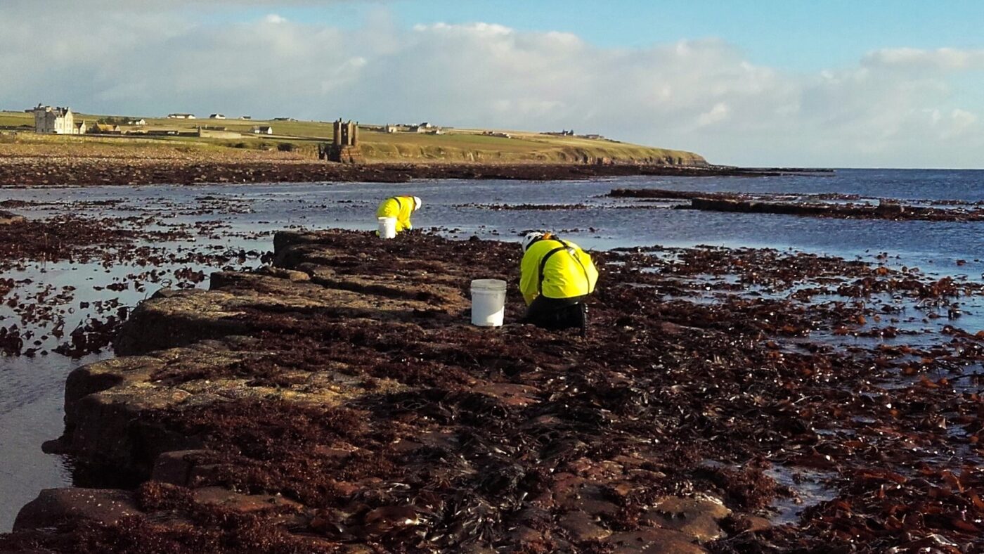 Horizon Seaweed - Passionate about producing quality handpicked ...