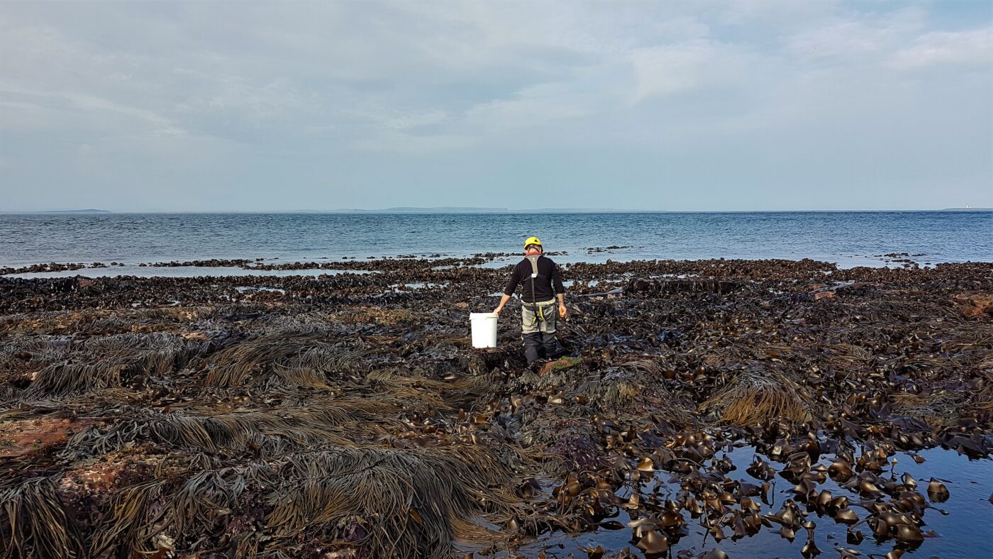 Species spotlight: dulse | Updates | Horizon Seaweed