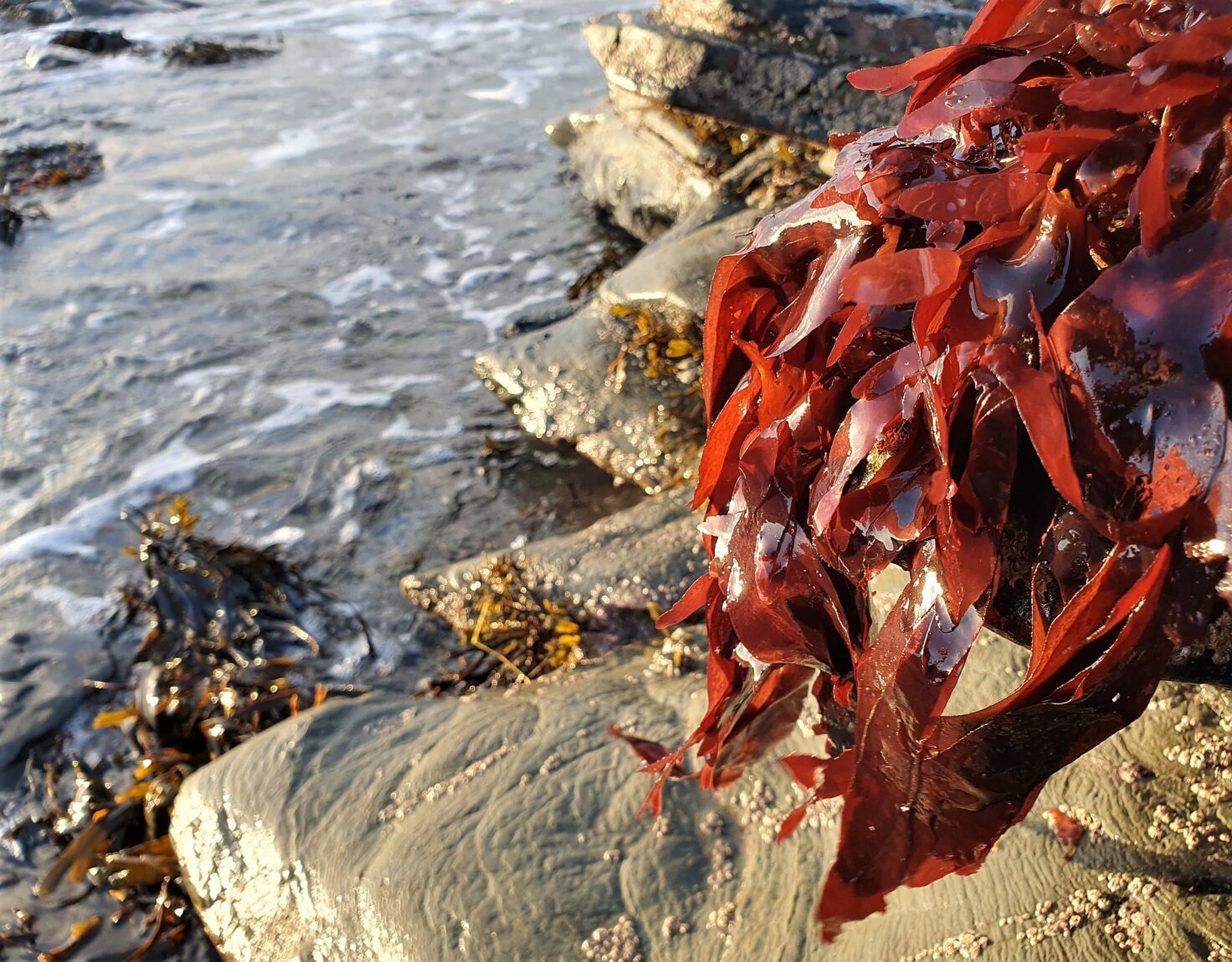 Species spotlight: dulse | Updates | Horizon Seaweed
