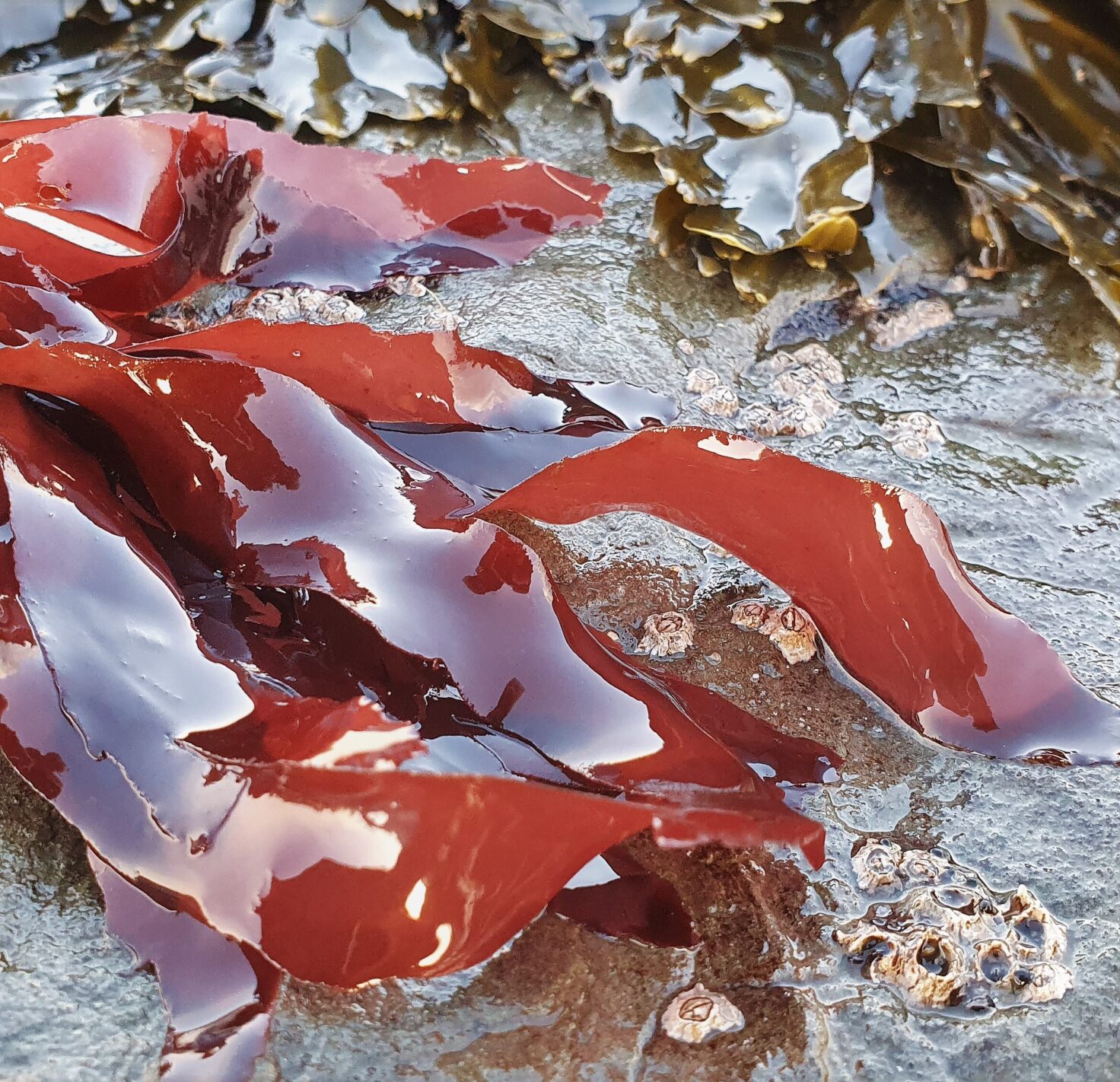 Species spotlight: dulse | Updates | Horizon Seaweed