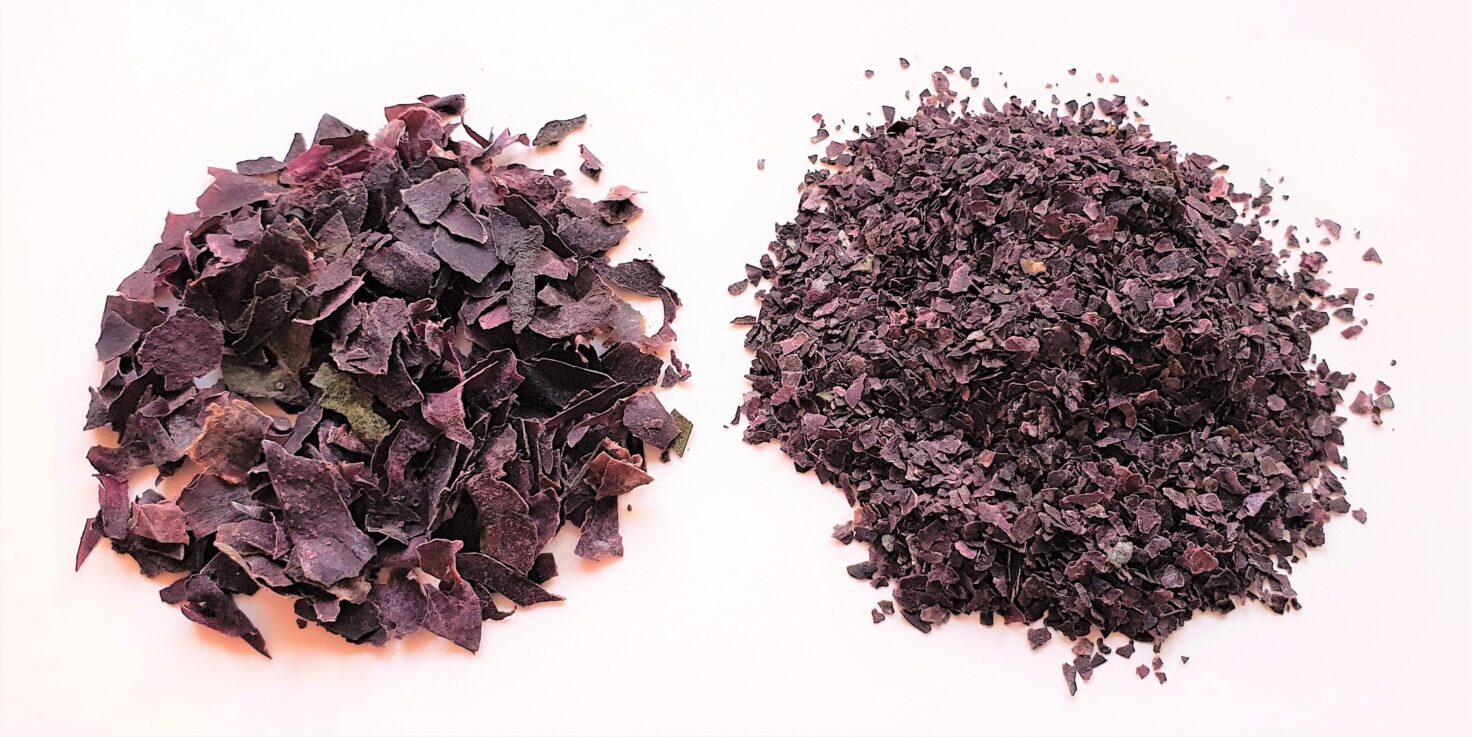 Species spotlight: dulse | Updates | Horizon Seaweed