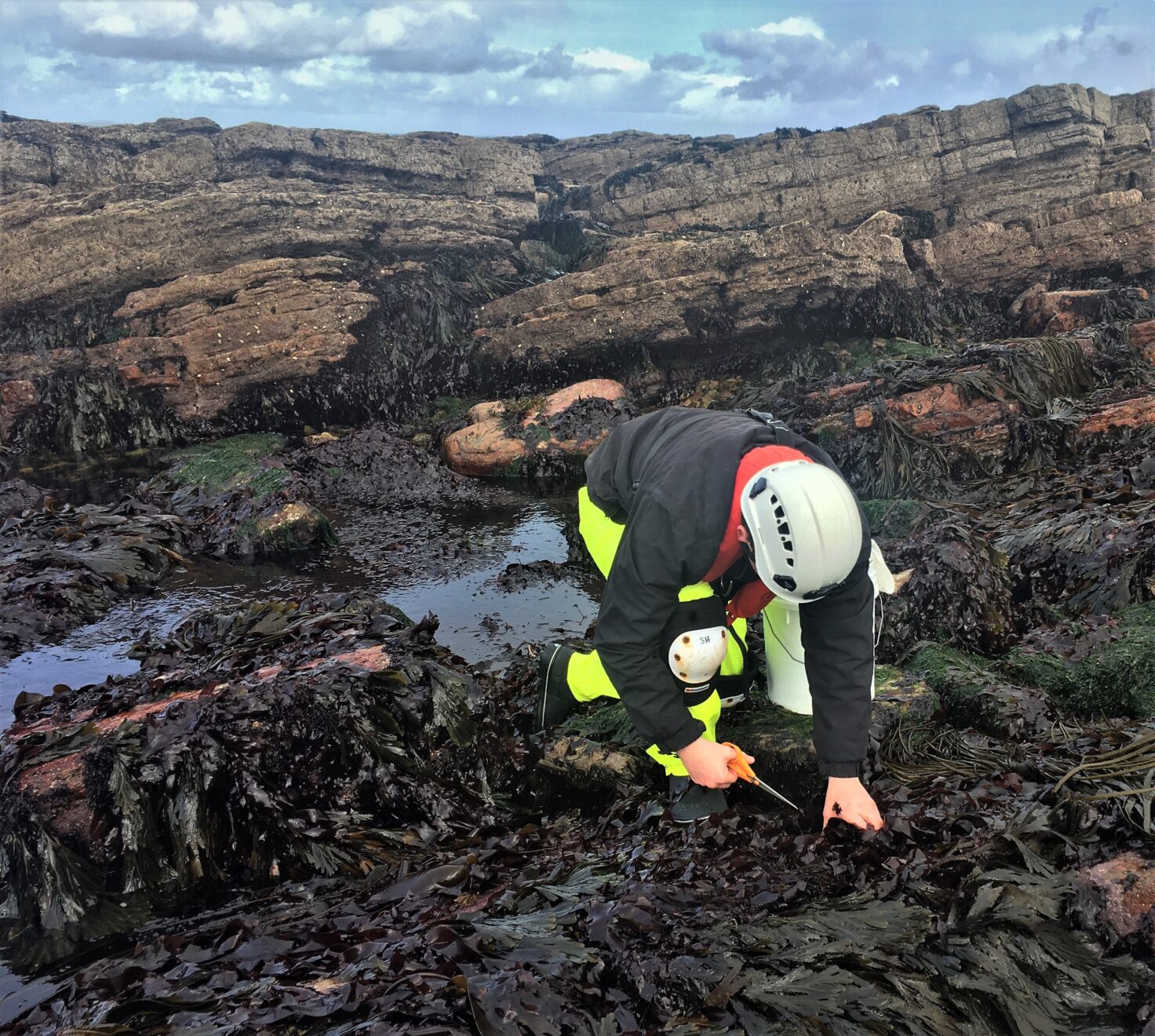 Species spotlight: dulse | Updates | Horizon Seaweed
