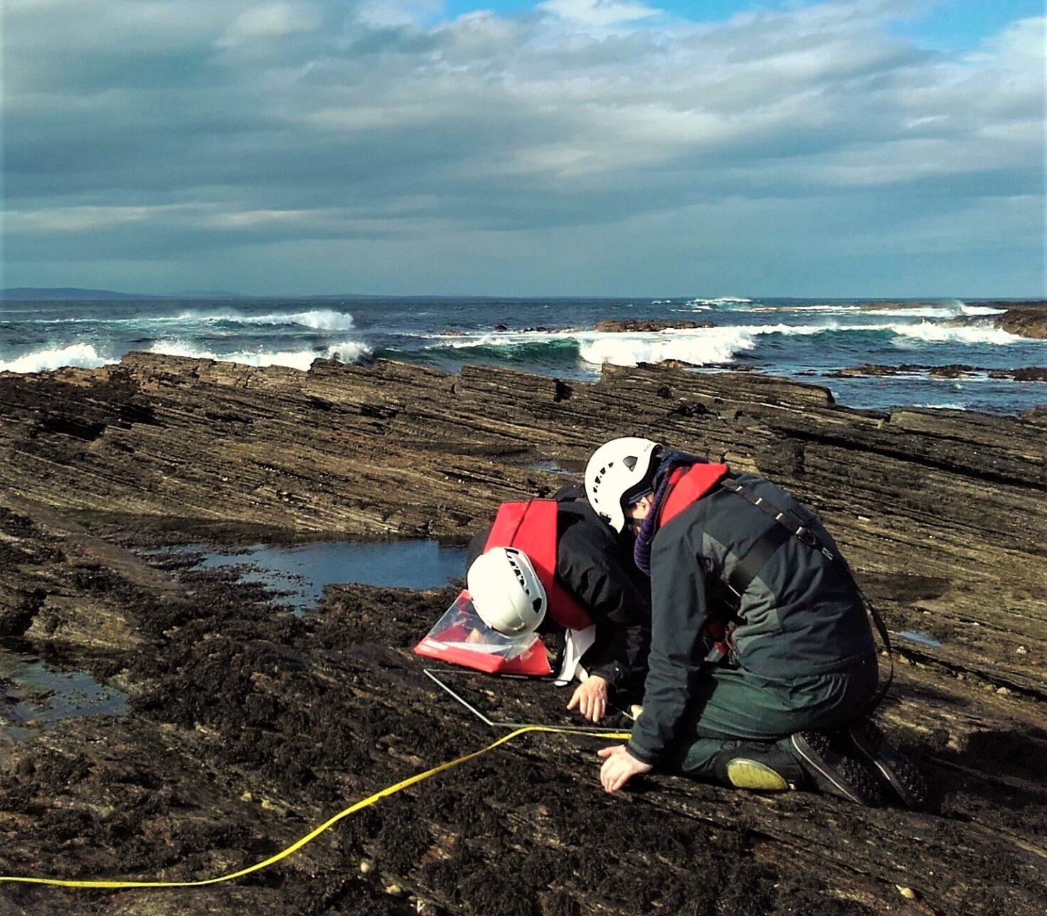 Traceable seaweed samples for scientific research | Applications ...