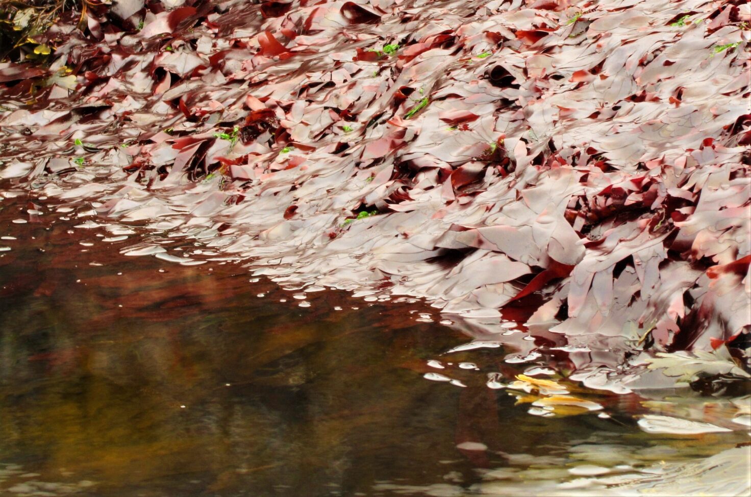 Species spotlight: dulse | Updates | Horizon Seaweed