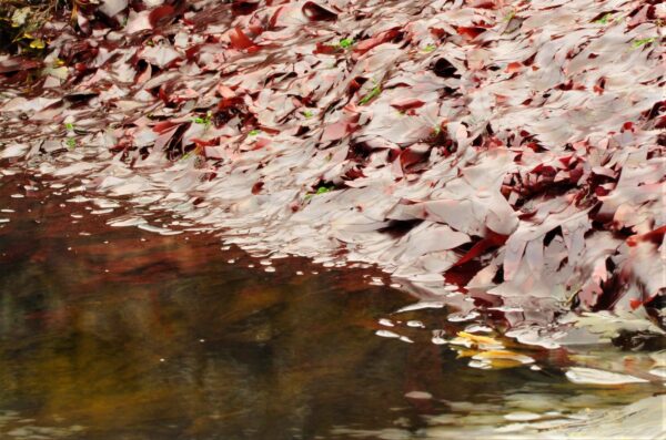 Species spotlight: dulse | Updates | Horizon Seaweed