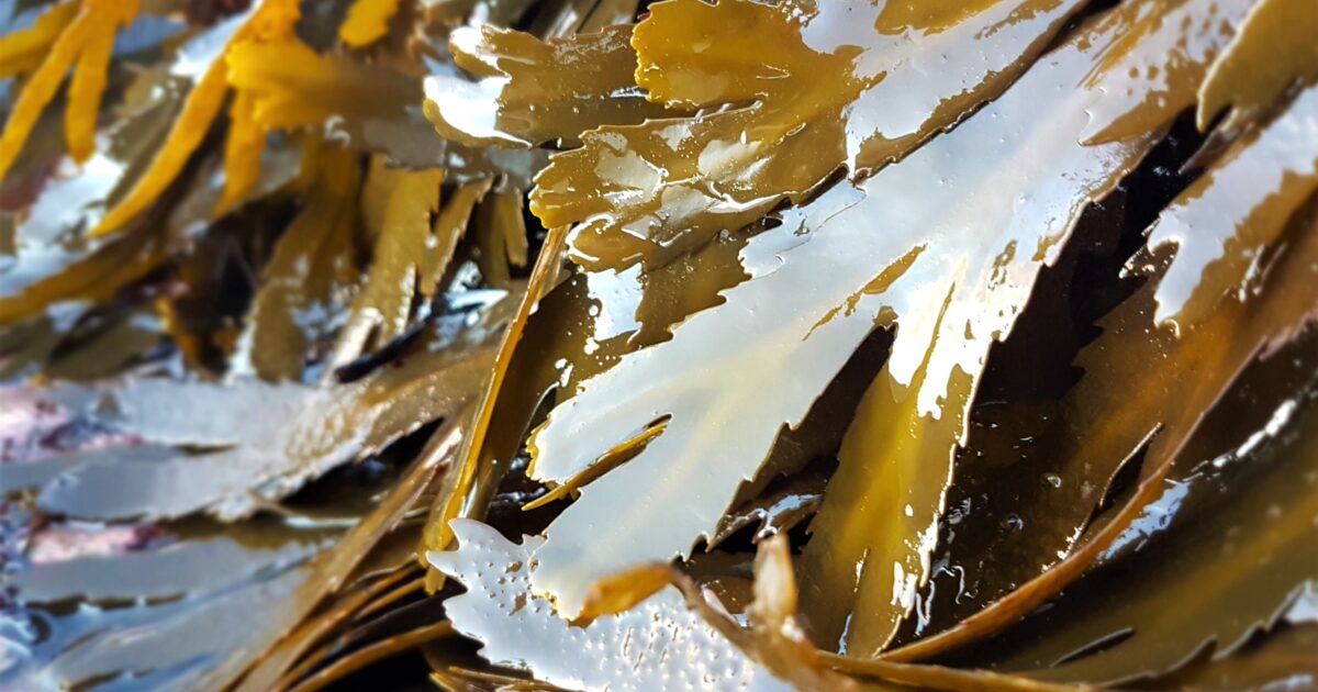 Species spotlight: toothed wrack | Updates | Horizon Seaweed