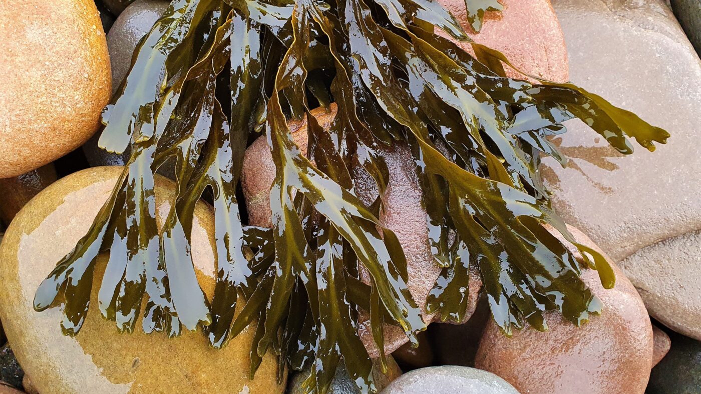 Horizon Seaweed - Passionate about producing quality handpicked ...