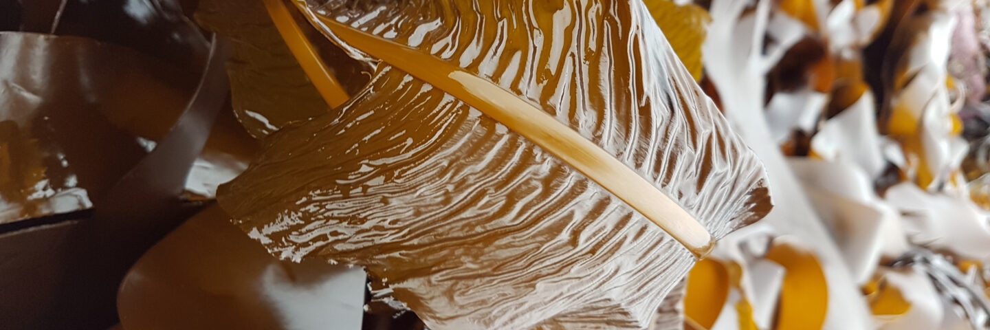 Kelps | Species guide | Horizon Seaweed