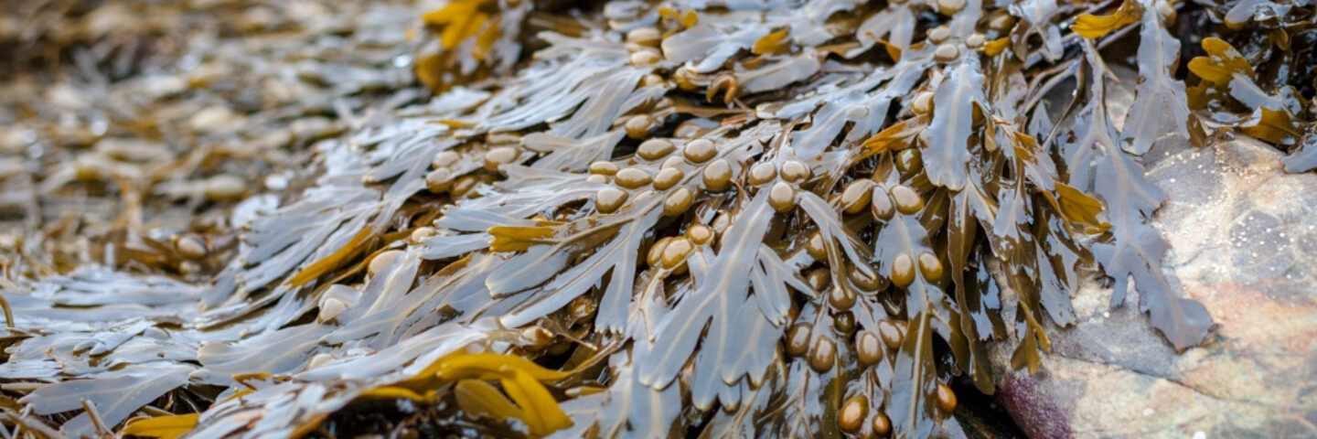 Wracks | Species guide | Horizon Seaweed
