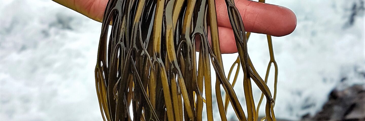 Sea Spaghetti | Species guide | Horizon Seaweed