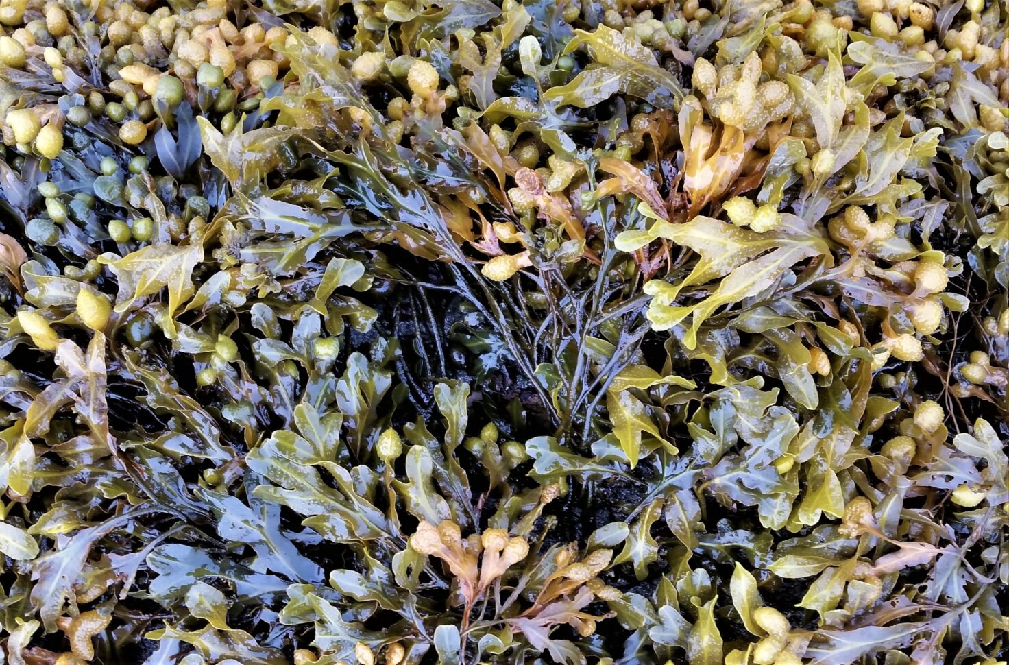 Species spotlight: spiral wrack | Updates | Horizon Seaweed