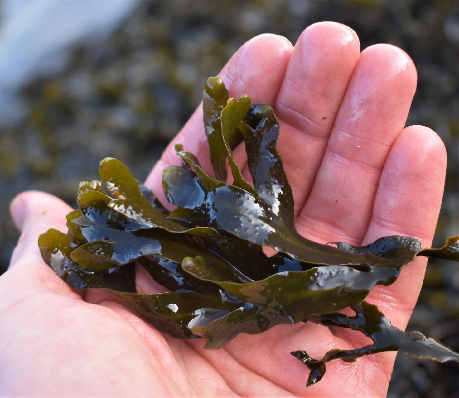 Species spotlight: spiral wrack | Updates | Horizon Seaweed