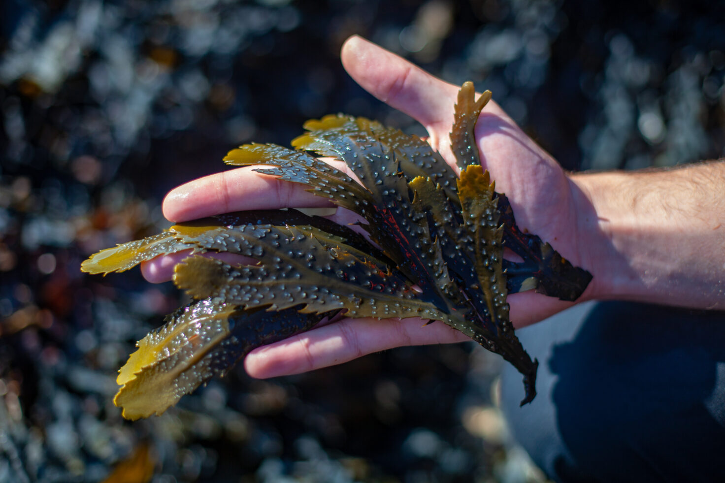 Species spotlight: toothed wrack | Updates | Horizon Seaweed