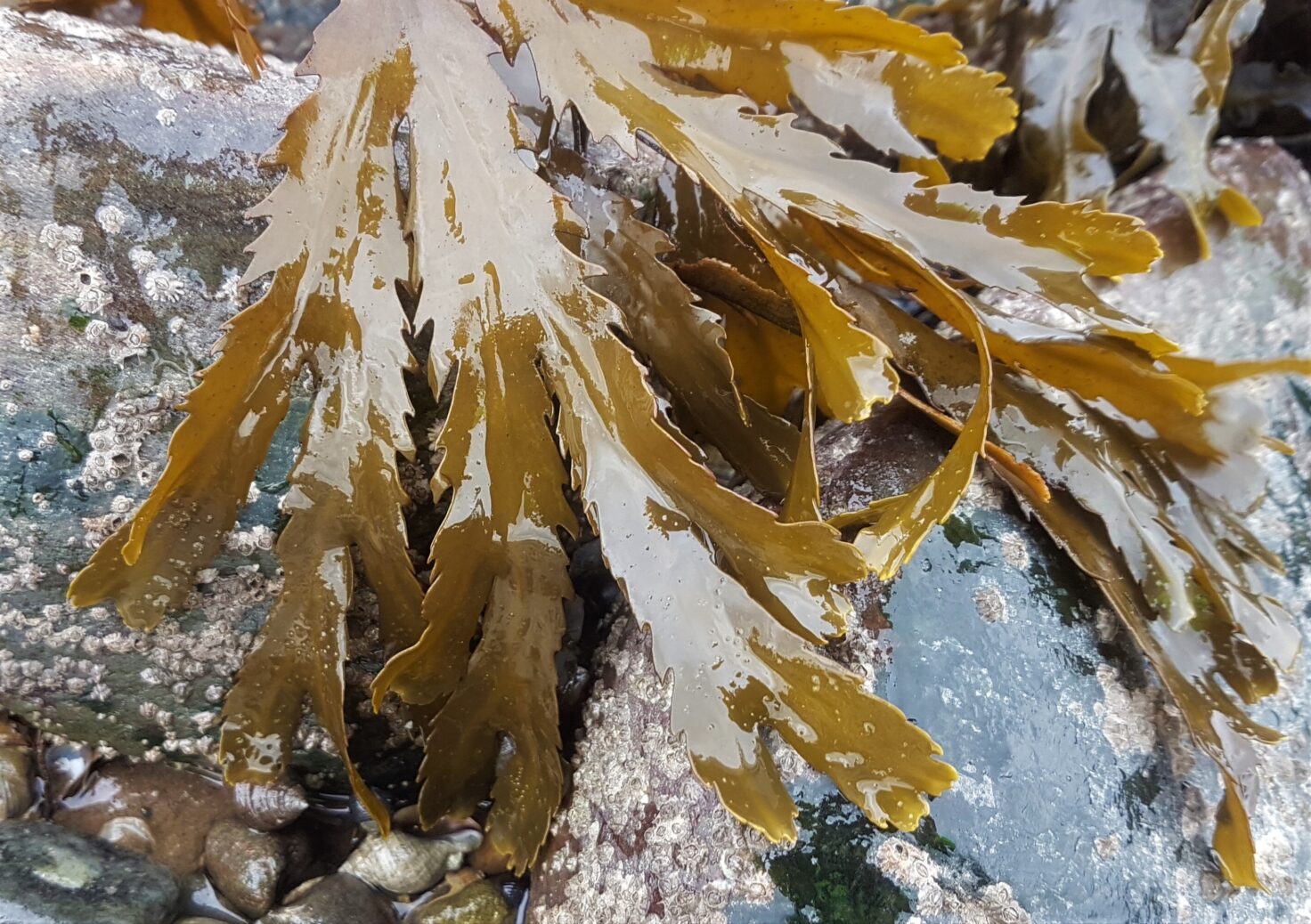 Species spotlight: toothed wrack | Updates | Horizon Seaweed