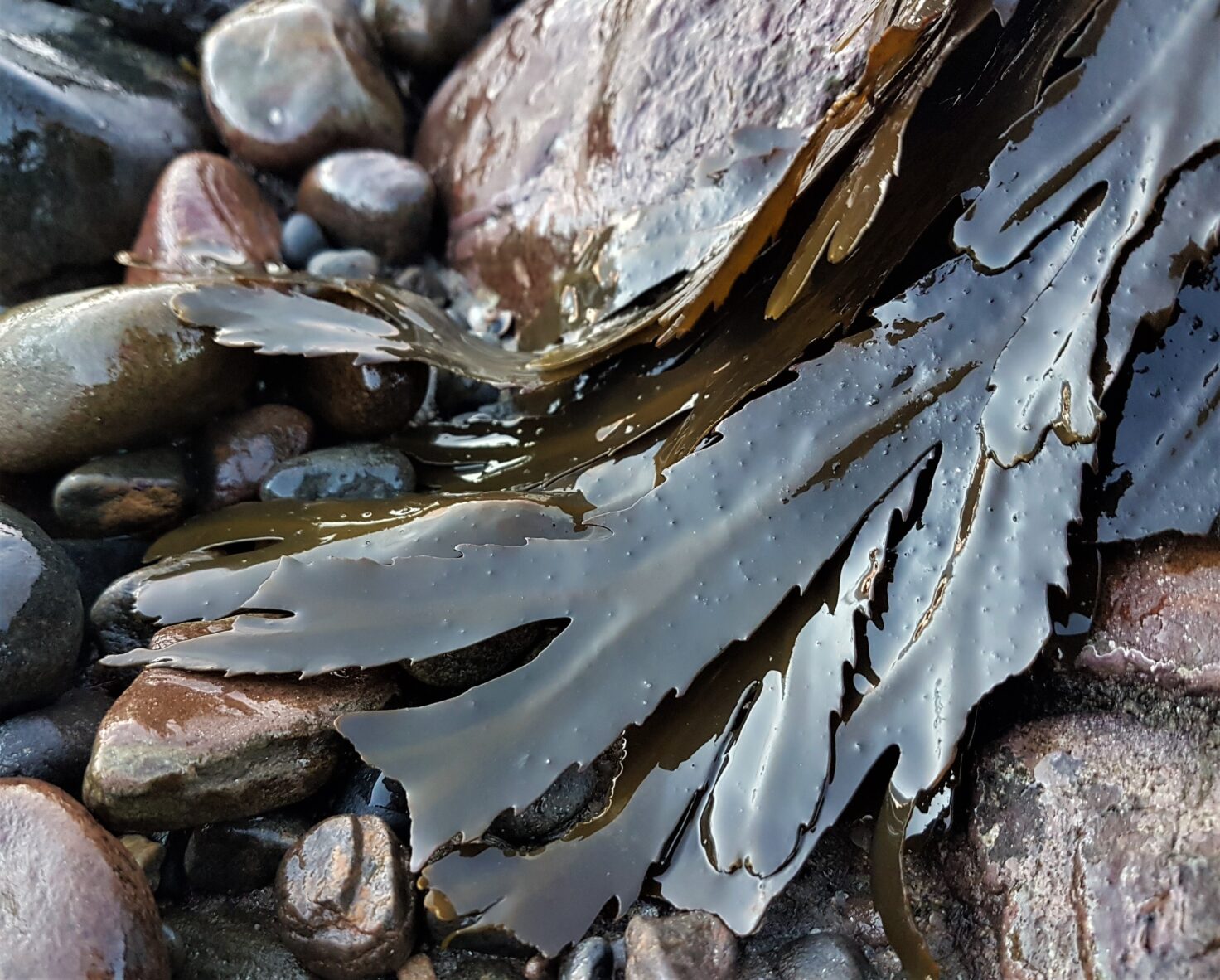Background to Horizon Seaweed harvesting and processing | Horizon Seaweed
