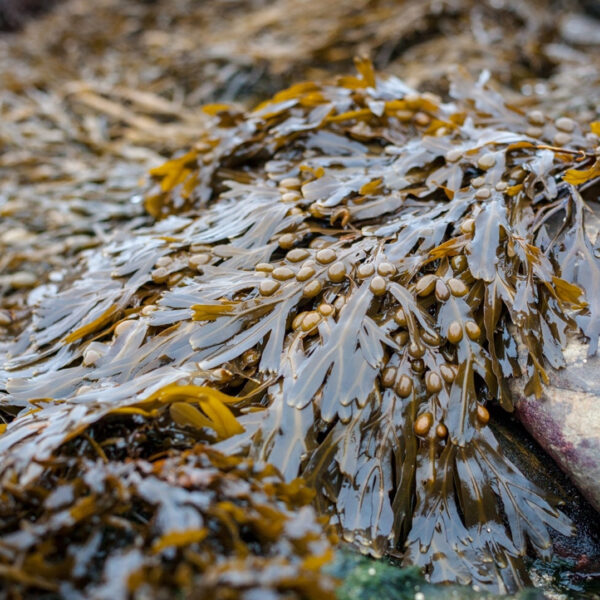 Wrack species supplied by Horizon Seaweed | Species guide | Horizon Seaweed