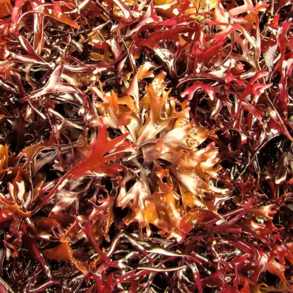 Irish moss supplied by Horizon Seaweed | Species guide | Horizon Seaweed