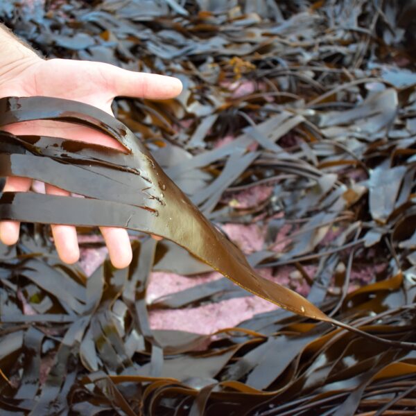 Kelp species supplied by Horizon Seaweed | Species guide | Horizon Seaweed
