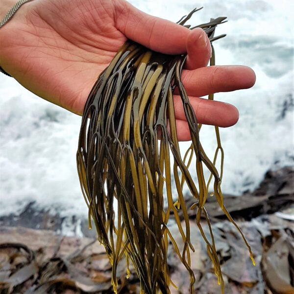 Sea spaghetti supplied by Horizon Seaweed | Species guide | Horizon Seaweed