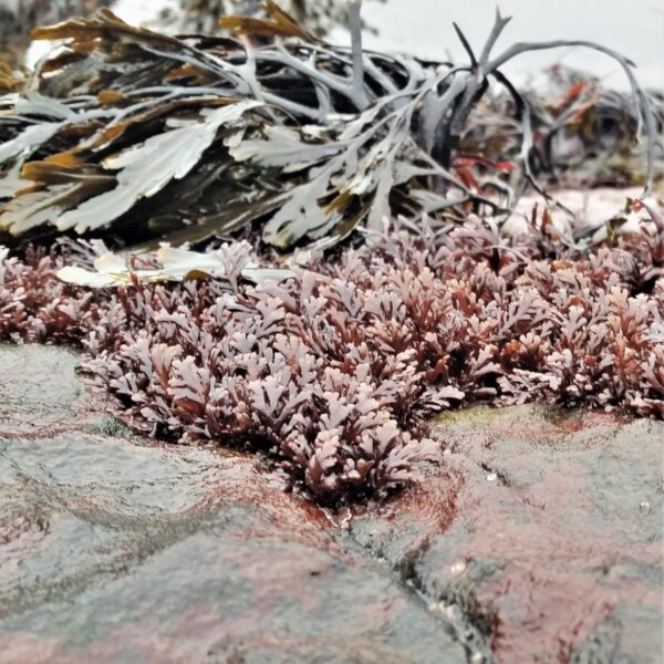 Pepper dulse | Species guide | Horizon Seaweed