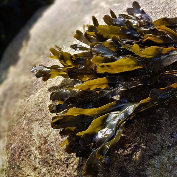 Wrack species supplied by Horizon Seaweed | Species guide | Horizon Seaweed