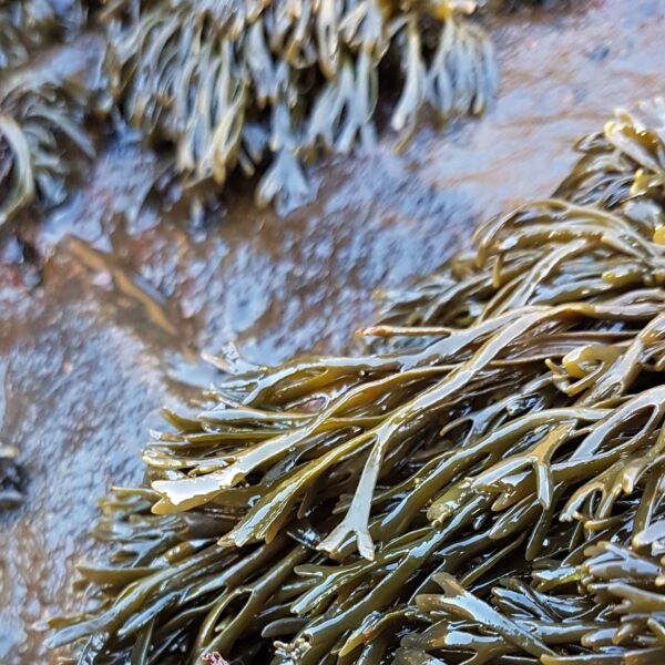 Wrack species supplied by Horizon Seaweed | Species guide | Horizon Seaweed