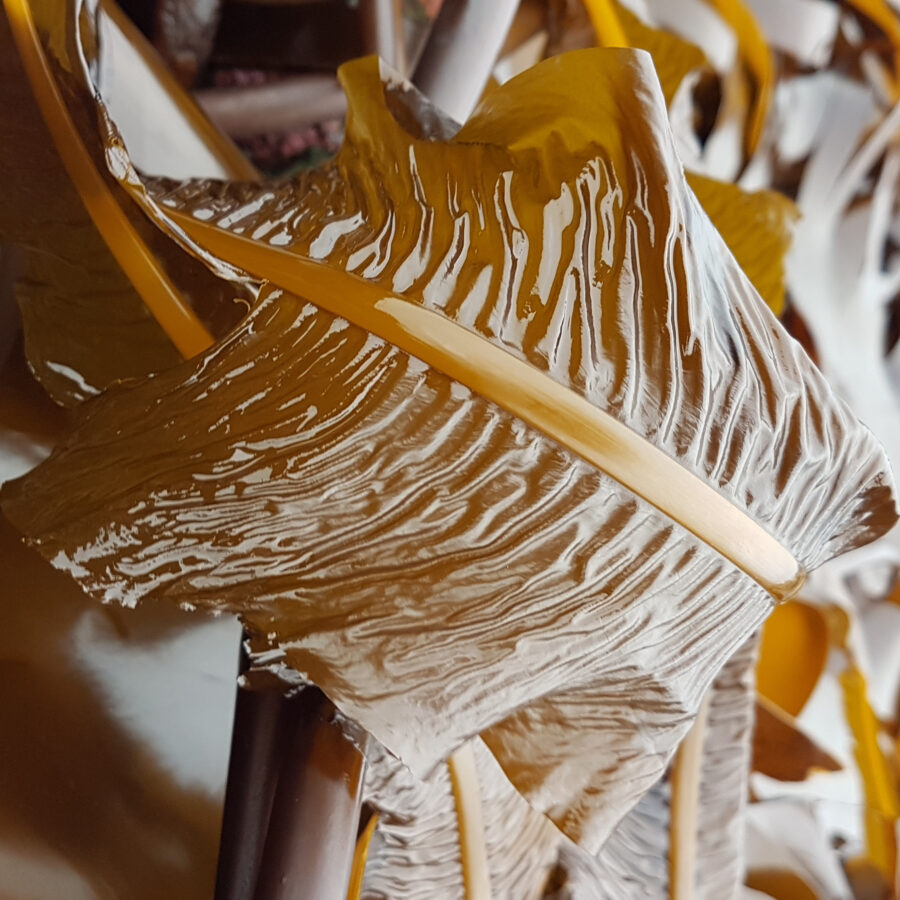 Kelp species supplied by Horizon Seaweed | Species guide | Horizon Seaweed