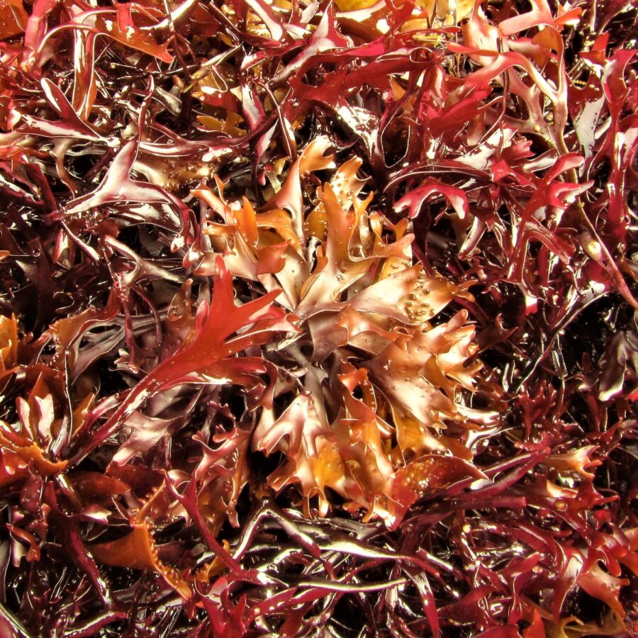 Irish moss | Species guide | Horizon Seaweed