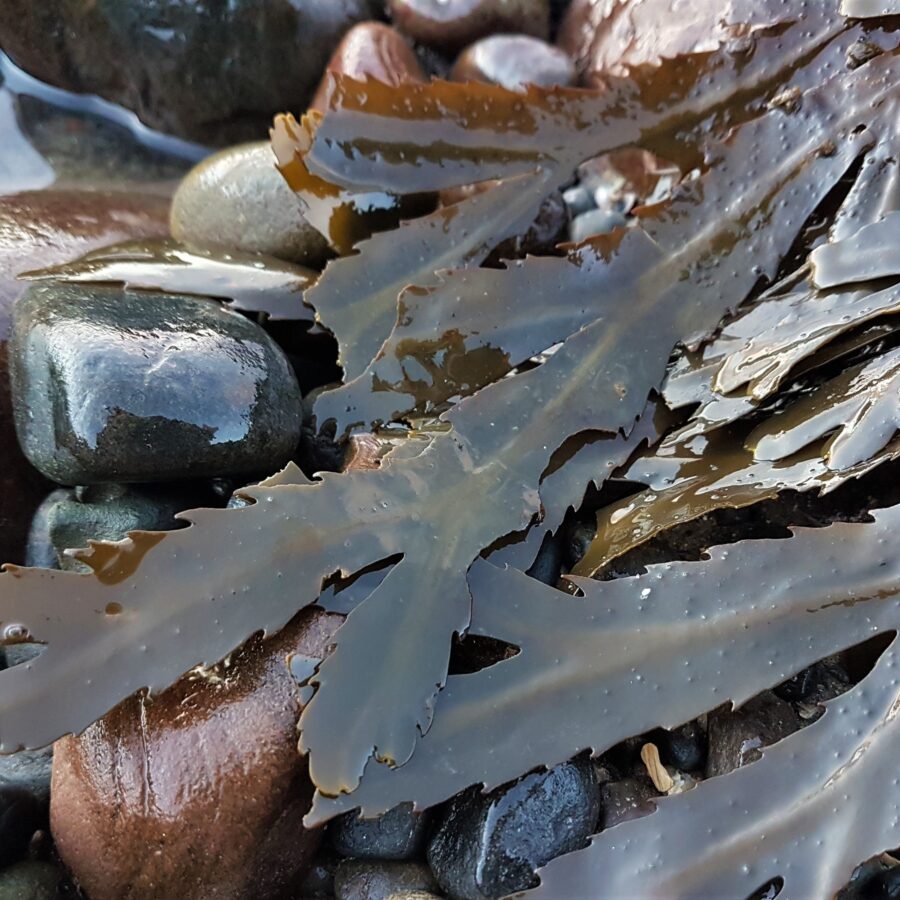 Wrack species supplied by Horizon Seaweed | Species guide | Horizon Seaweed