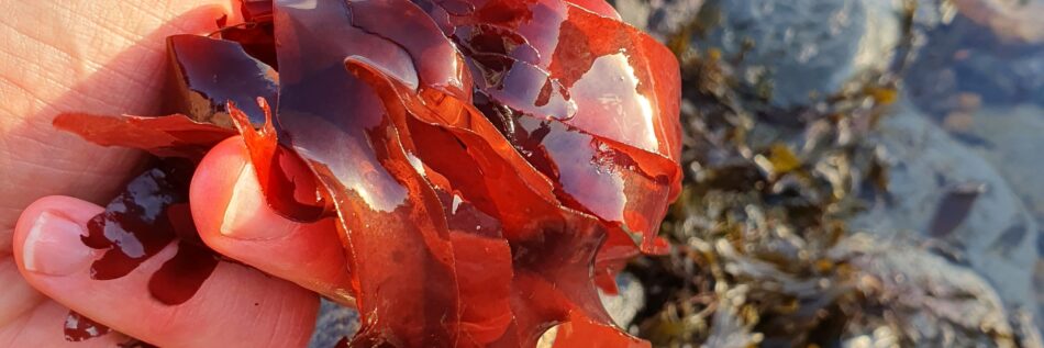 Dulse | Species guide | Horizon Seaweed
